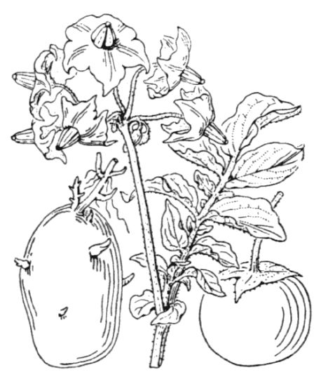 jaga-imo - 27892 - Japanese R&maji common name - Solanum tuberosum