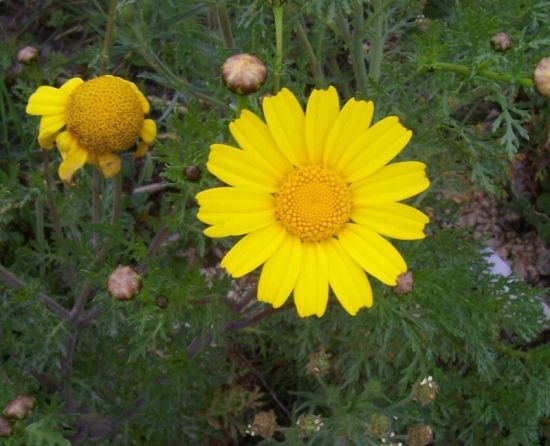 Japanese-green - 28208 - English common name - Glebionis coronaria