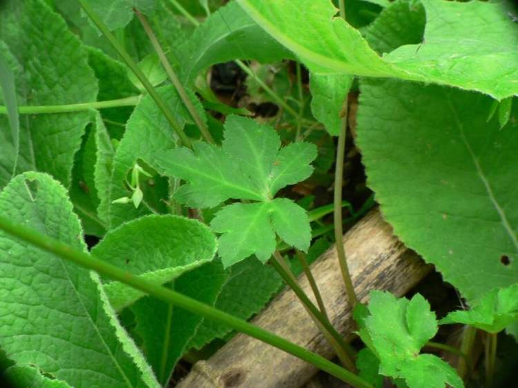 European sanicle - 18471 - English common name - Sanicula europaea