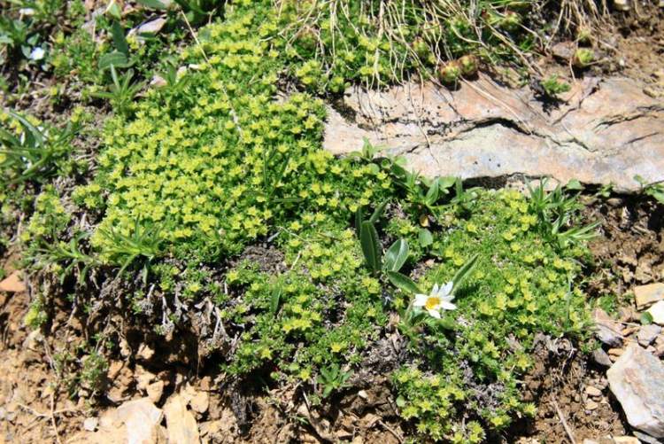 Mossy Cyphel - 171935 - common name - Minuartia sedoides