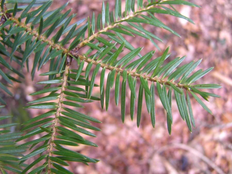 Greek fir - 23159 - English common name - Abies cephalonica