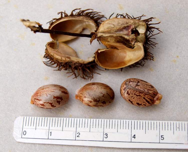 mnyonyo - 36700 - Swahili common name - Ricinus communis