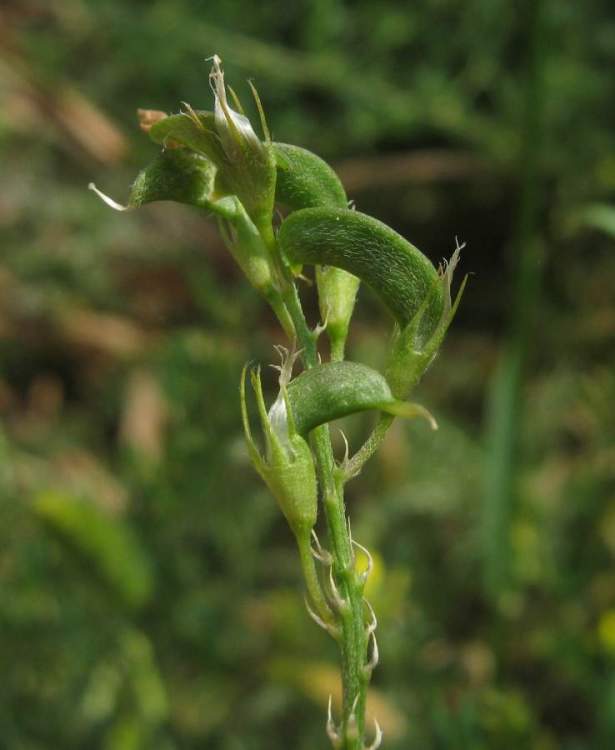 sickle medic - 167933 - English common name - Medicago falcata