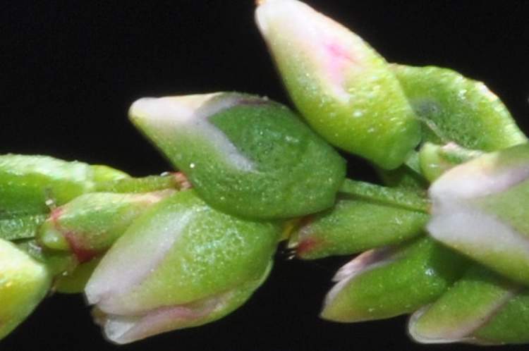 marsh-pepper smartweed - 35328 - English common name - Persicaria ...