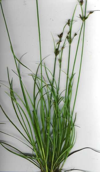 tall fringe-rush - 55767 - English common name - Fimbristylis dichotoma