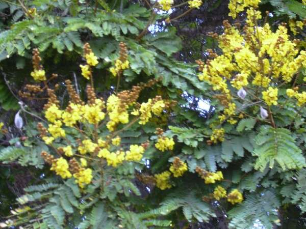 copperpod - 14137 - English common name - Peltophorum pterocarpum