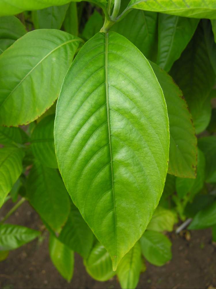 Adhatoda vasica Nees - Malabar nut