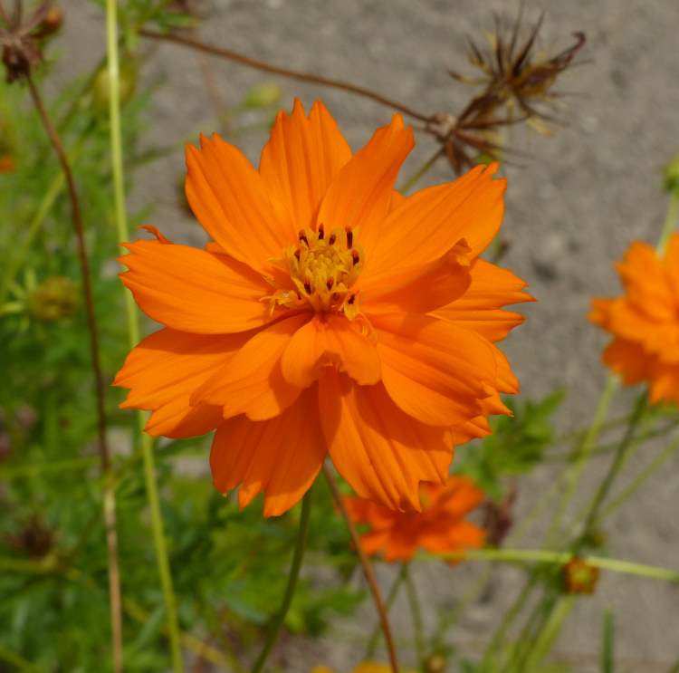 orange cosmos - 39902 - English common name - Cosmos sulphureus