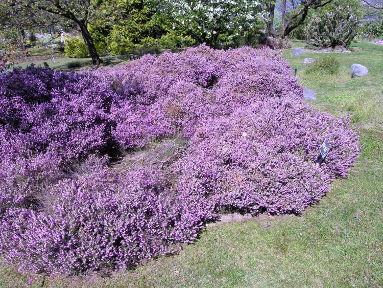 Erica carnea [Erica carnicina ]