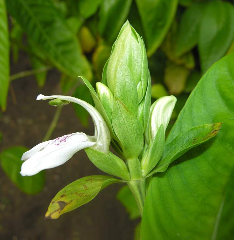 Malabar-nut - 66981 - English common name - Adhatoda vasica