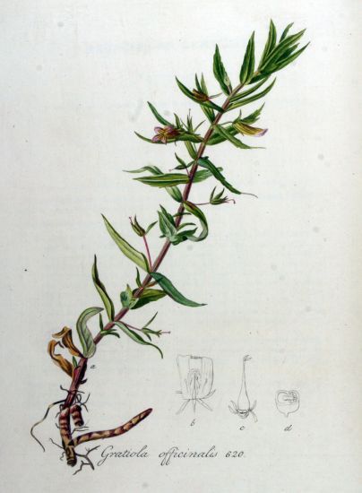 Genus Gratiola - Flora of USA and Canada