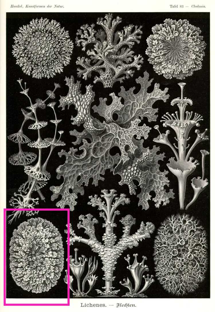 Parmelia caperata (L.) Ach. - Flavoparmelia lichen